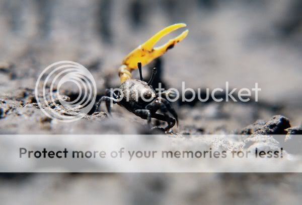 Byotipol Agokoy - MikeLigalig.com