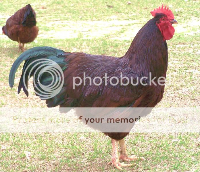 How do I select the right RIR rooster for my flock? | BackYard Chickens ...