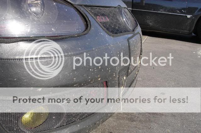 Bugs! | VW Vortex - Volkswagen Forum