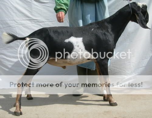 Goat colors... | Dairy Goat Info Forums