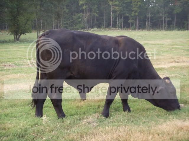 My Black Beefmaster Bull | CattleToday.com - Cattle, Cow & Ranching ...
