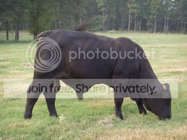 My Black Beefmaster Bull | CattleToday.com - Cattle, Cow & Ranching ...