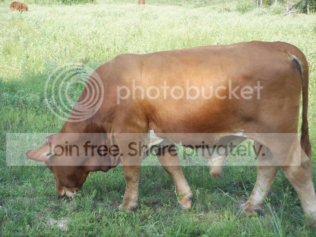 Where to go with frame size? or low line beefmasters | CattleToday.com ...